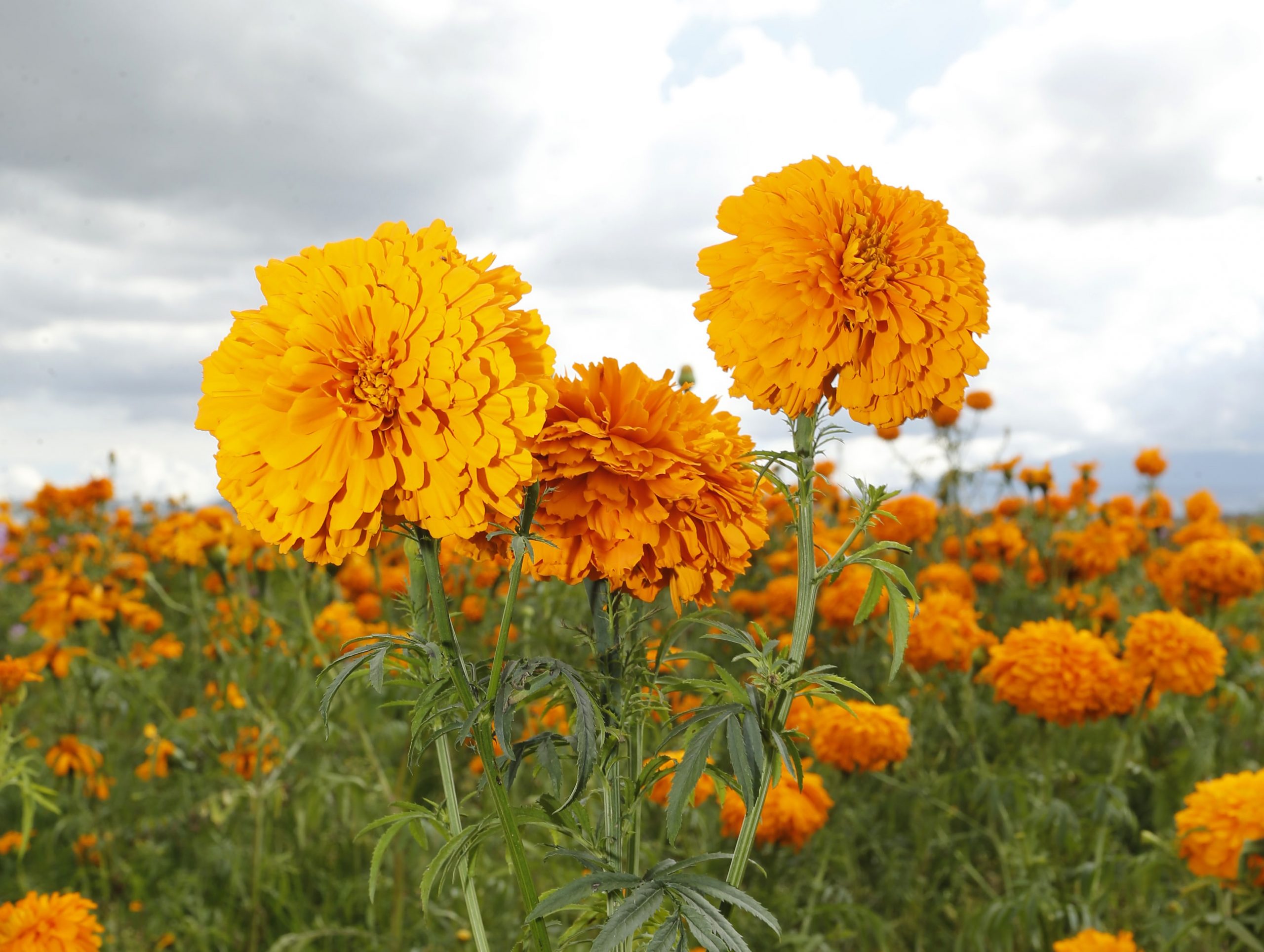 Cempasúchil: Vida más allá de la muerte - Revista Zócalo